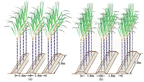 Planting Pattern Diagram A Single Row At 14 M Interval B Double