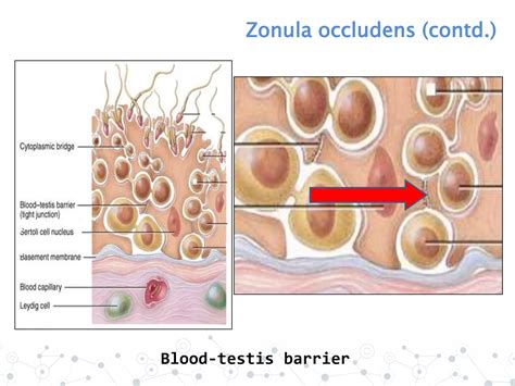 Cell Junction And Junctional Complexes Pptx