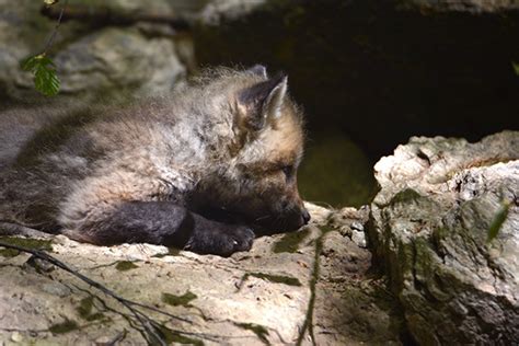 Sweet Innocence On Behance