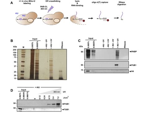 Capture Of Mrna Binding Proteins A Schematic Of Mrna Interactome Download Scientific Diagram