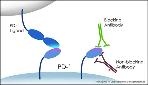 Signaling Pathways Illustrations