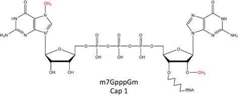 Vaccinia Capping System