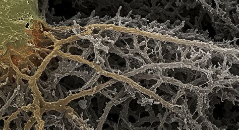 Stunning Scan Of A Complex Biological Fiber Matrix Stock Illustration