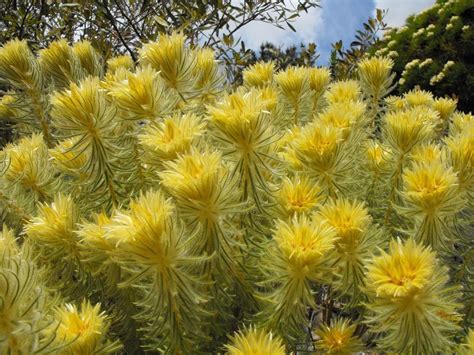 Downy Phylica Phylica Pubescens Growing Guides