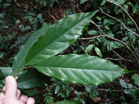 Annickia Polycarpa Botanical Realm