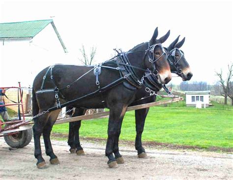 Haste Draft Horses And Mules Top Quality Draft Horse And M