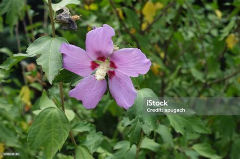 8 월 중순에 분홍색 진홍색 꽃이있는 히비스커스 라 Syriacus의 직립 가지 0명에 대한 스톡 사진 및 기타 이미지 0명 개화 계절 Istock