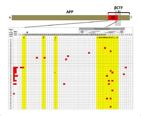 Age Of Disease Onset For Fad Mutations In App Modified From Lumsden Et Download Scientific