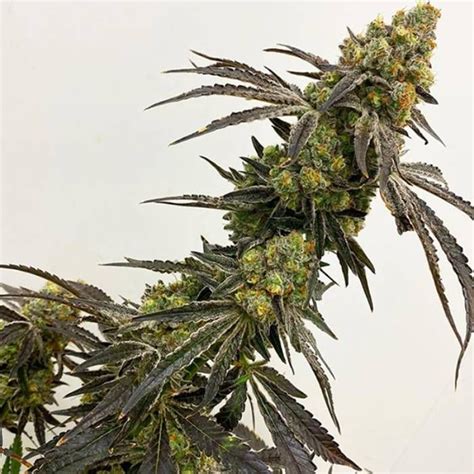 Strawberry Float Strain Info Strawberry Float Weed By Exotic Genetix