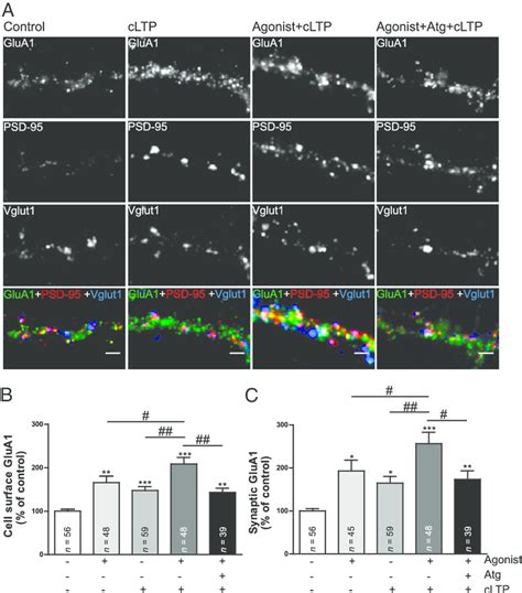 Ghrelin Receptor Activation Increases The Cell Surface Trafficking Of