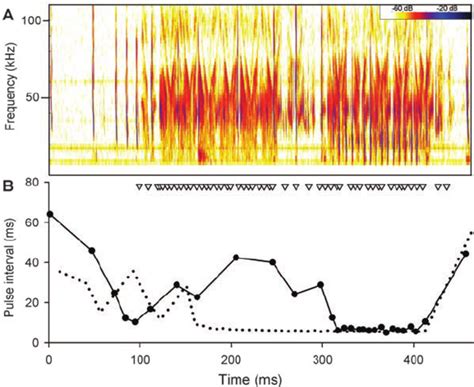 Example Echolocation Attack Sequence A Spectrogram Showing A Big