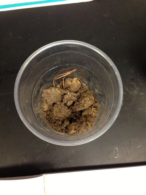 Soil Analysis Lab APES Lab E Notebook
