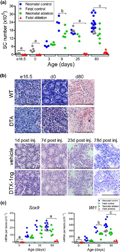 Effects Of Sertoli Cell Ablation On Sertoli Cell Number Morphology