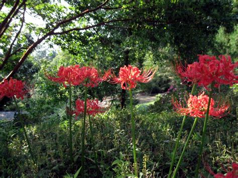 1003 Gardens The Lycoris Radiata Have Been Wandering