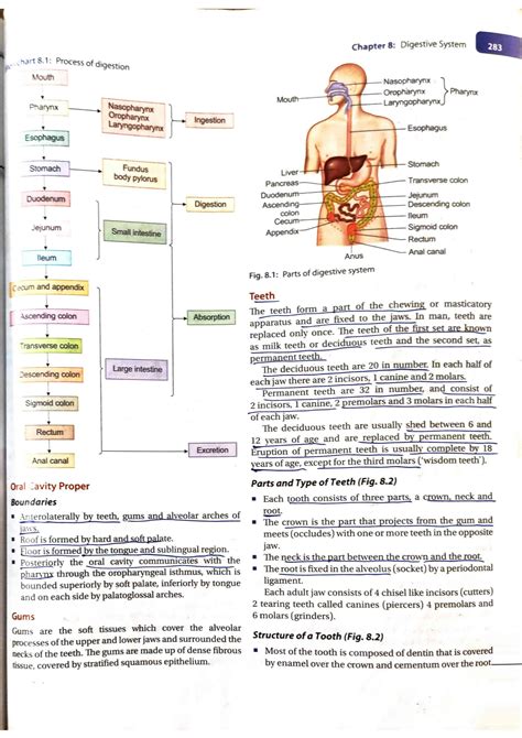 SOLUTION: Anatomy of digestive system - Studypool