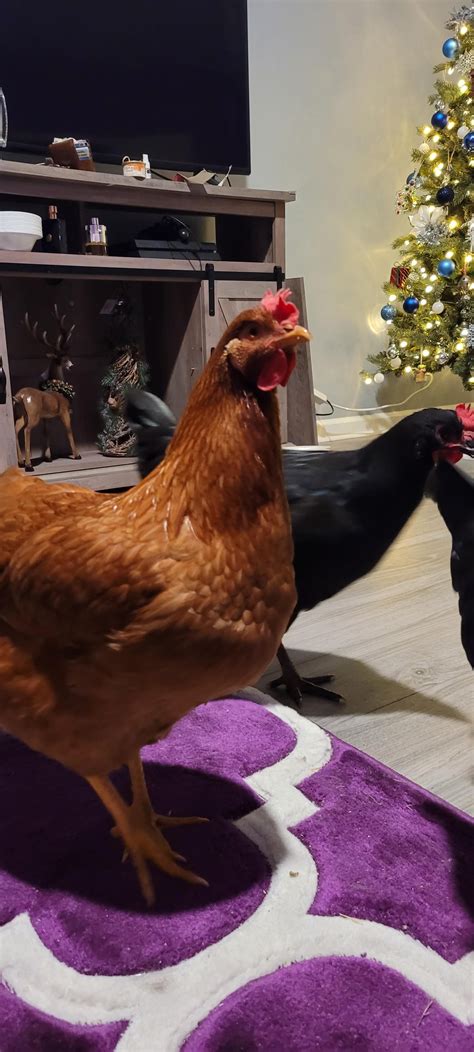 My Dearest Hen Pamela Henderson Is Double Egger And Yolker Question And Concerns Are In