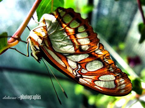 Photographis Butterfly