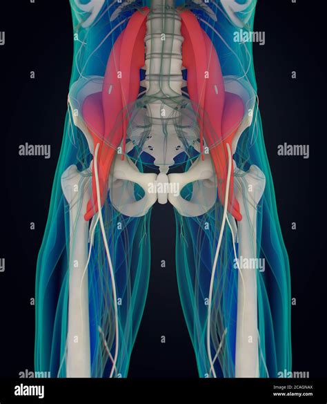 Medical Anatomical Illustration Of The Psoas Muscle 3d Illustration