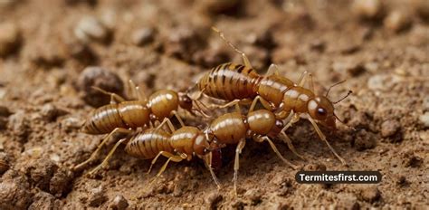 Do Termites Bite People Risks And Prevention Explained