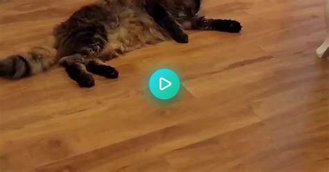 There Are Two Types Of Cats Album On Imgur