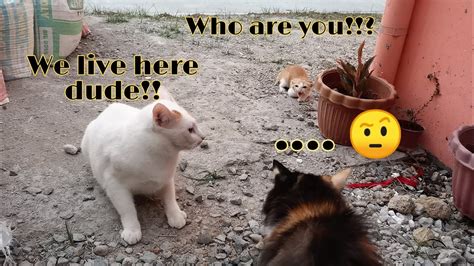 Cats Meet Neighbors Kitten Clowder Zone Youtube