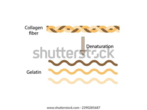 Collagen Digestion Denaturation Degradation Hydrolysis Collagen Stock