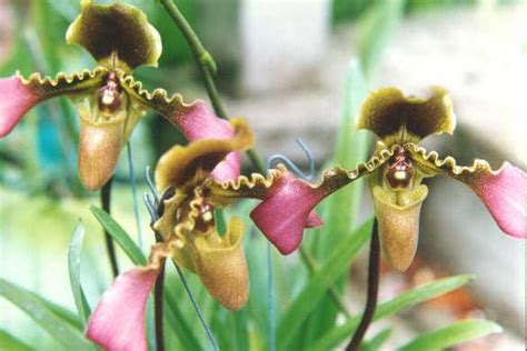 Types Of Orchids