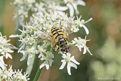 Éristale Des Fleurs Myathropa Florea Région De Jaun Fr Eric