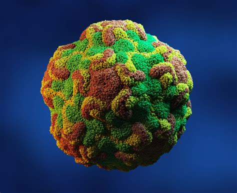 Rhinovirus Genomics Usf Health