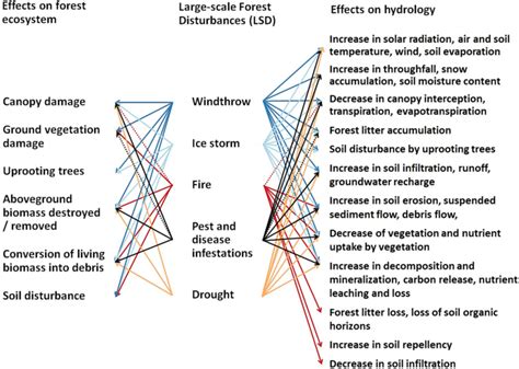 Schematic Illustration Of The Effects Of Large Scale Forest Download Scientific Diagram