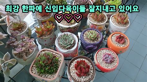 다육이♡ 최강 한파에 신입다육이들 잘 지내고 있어요💓💓 Youtube