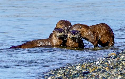 How Do Sea Otters Behave