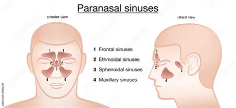 Paranasal Sinuses Frontal Ethmoidal Sphenoidal And Maxillary Sinuses Anterior And Lateral