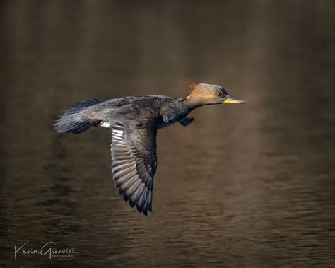 Hooded Merganser Kevin Giannini Flickr