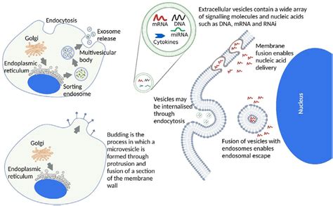 Extracellular Vesicle Mediated Gene Delivery Extracellular Vesicles Download Scientific