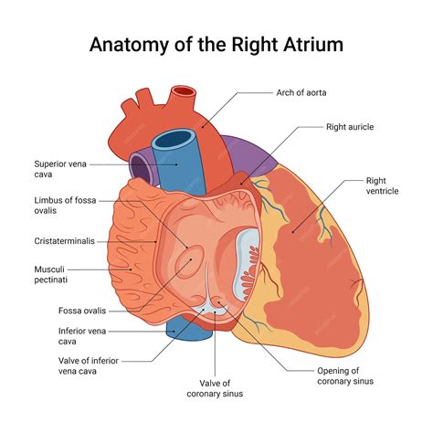 Premium Vector Anatomy Of The Right Atrium