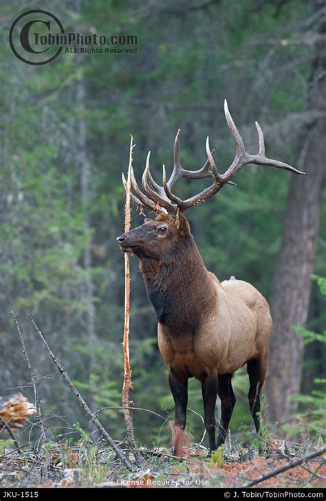 alert elk photo jku 1515