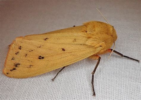 Pyrrharctia Isabella Isabella Tiger Moth 10 000 Things Of The