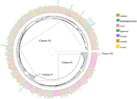 clustering of 289 common bean germplasm using euclidean distance the