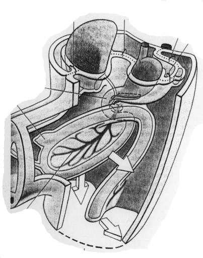 Human Embryo Digestive System Gallery
