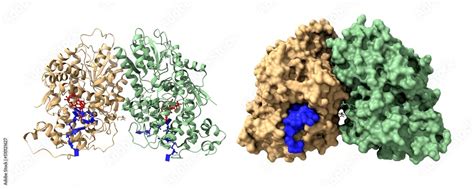 Structure Of Cryptochrome 3 Dimer Dna Blue Complex Fad Is Shown In Red 3d Cartoon And