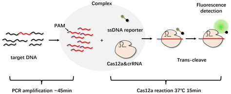Application Of The Crispr Cas System In Pathogen Detection A Review