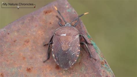 A Bug From The Genus Coridius Youtube