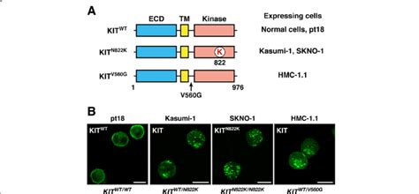N822k Or V560g Mutated Kit Mis Localizes To Vesicular Structures In Download Scientific Diagram