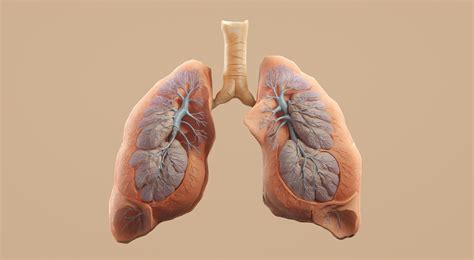 Upper Respiratory System Anatomy And Functions