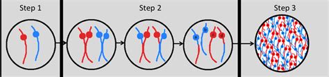 A Schematic Of Sexual Recombination Between Genetically Distinct Download Scientific Diagram