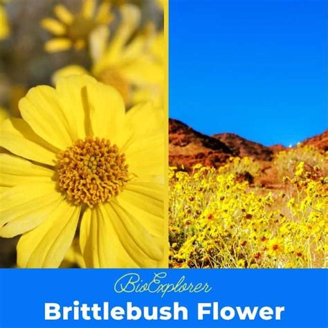 Brittlebush Flower Encelia Farinosa Desert Flower Bioexplorer