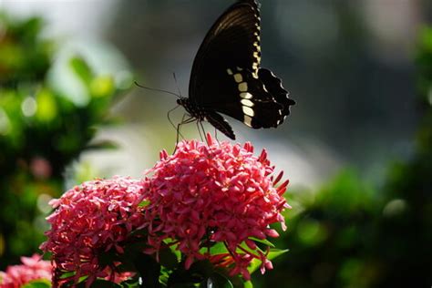 「viruchi」の画像 167 件の Stock 写真、ベクターおよびビデオ Adobe Stock