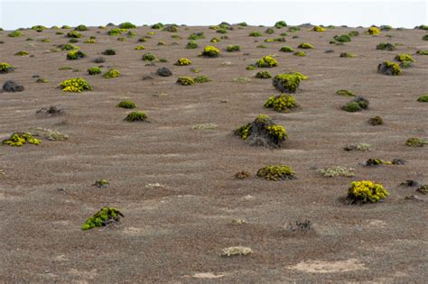 Deinandra Frutescens 百度百科