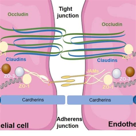 Molecular Characteristics Of Tight Junction Tj Protein Complexes At